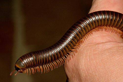 Animales Celomados on emaze