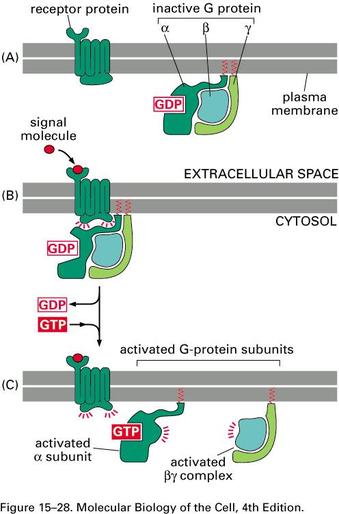 RECEPTORES ASOCIADOS A PROTEÍNA G on emaze