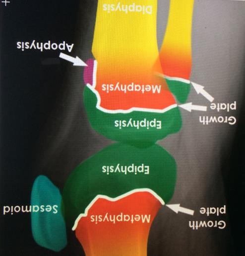 Orthopedic Radiology at emaze Presentation