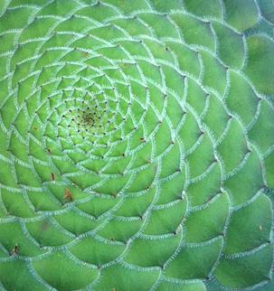 Fibonacci Sequence at emaze Presentation