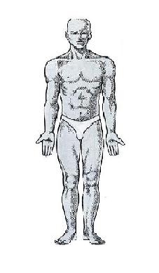 Human body on emaze
