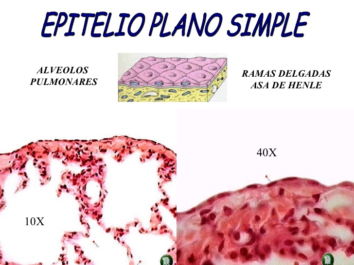 TEJIDO EPITELIAL on emaze