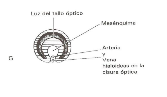 EMBRIOLOGÍA OCULAR on emaze