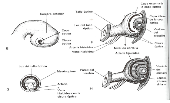 EMBRIOLOGÍA OCULAR on emaze