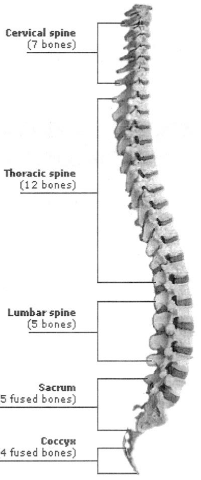Taking Care of Your Back at emaze Presentation