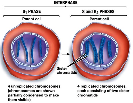 Cell Division on emaze