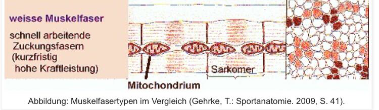 Muskulatur Biologie on emaze