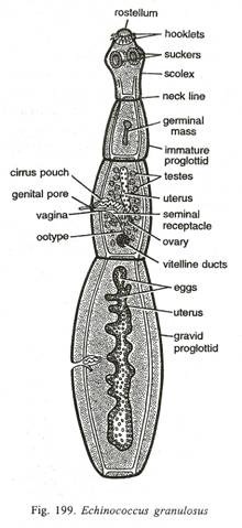 Platelmintos y on emaze