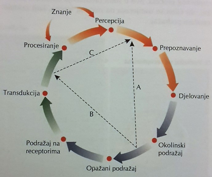 PERCEPCIJA at emaze Presentation