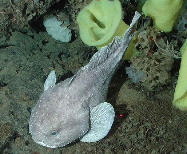 BLOB FISHFACTS on emaze