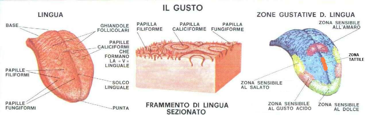 Presentazione Scienze sui 5 sensi at emaze Presentation