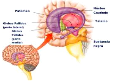 nucleo caudado on emaze