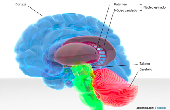 nucleo caudado on emaze