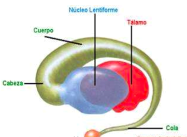 nucleo caudado on emaze