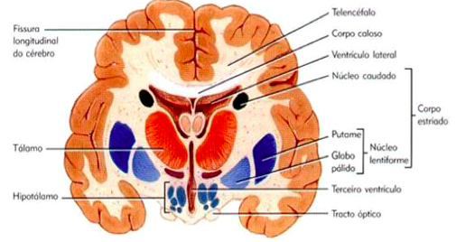 nucleo caudado on emaze