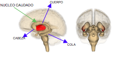 nucleo caudado at emaze Presentation