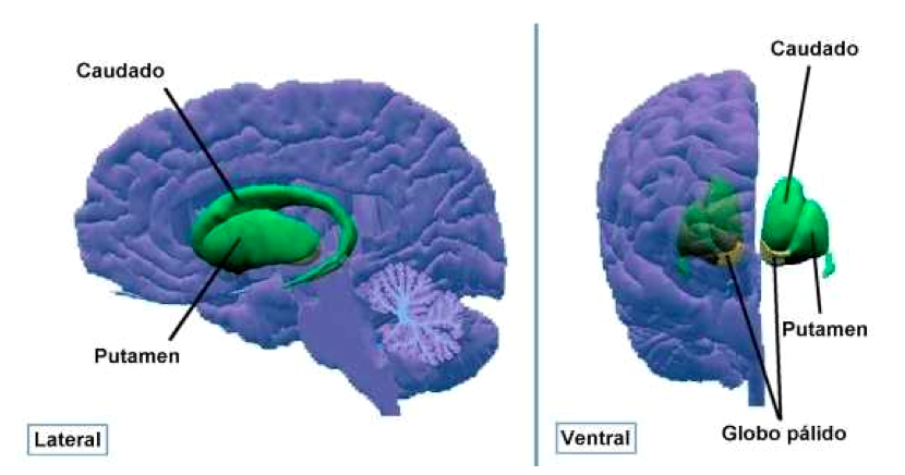nucleo caudado at emaze Presentation