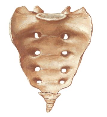 Vertebras Sacras at emaze Presentation
