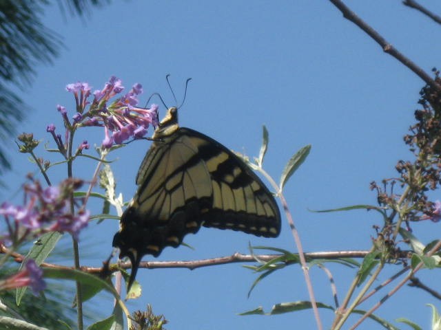 BUTTERFIES20th at emaze Presentation