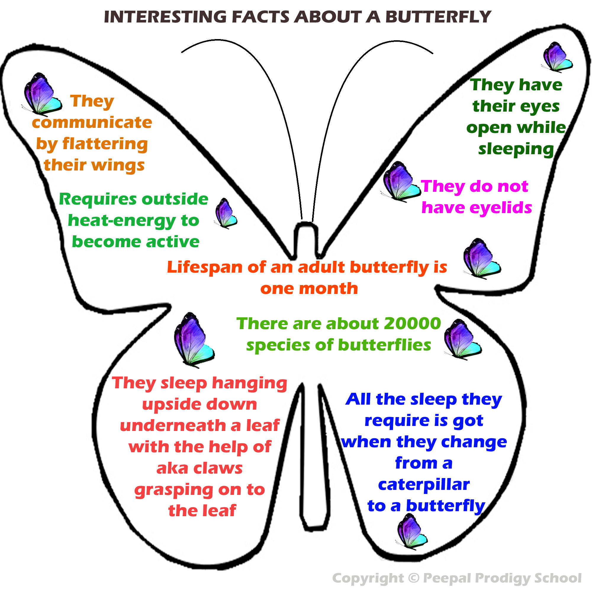 BUTTERFIES20th on emaze