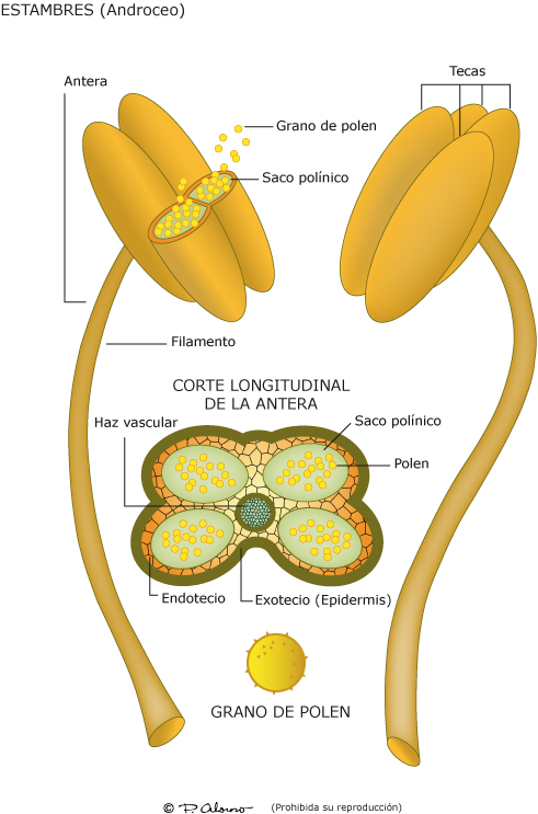 Presentación de la flor at emaze Presentation