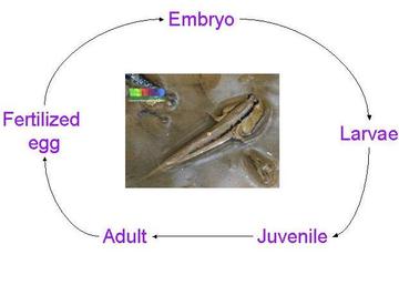 Mudskippers on emaze