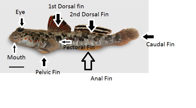 Mudskippers at emaze Presentation
