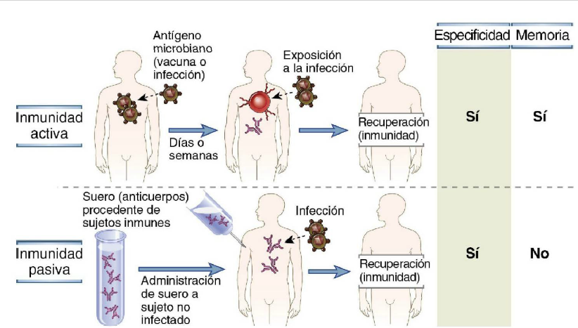 Tipos de Inmunidad on emaze