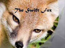 Holly=Swift Fox at emaze Presentation