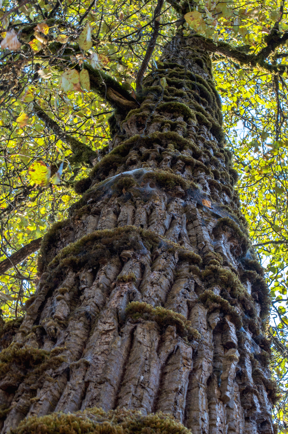 Beyond Ecophobia at emaze Presentation