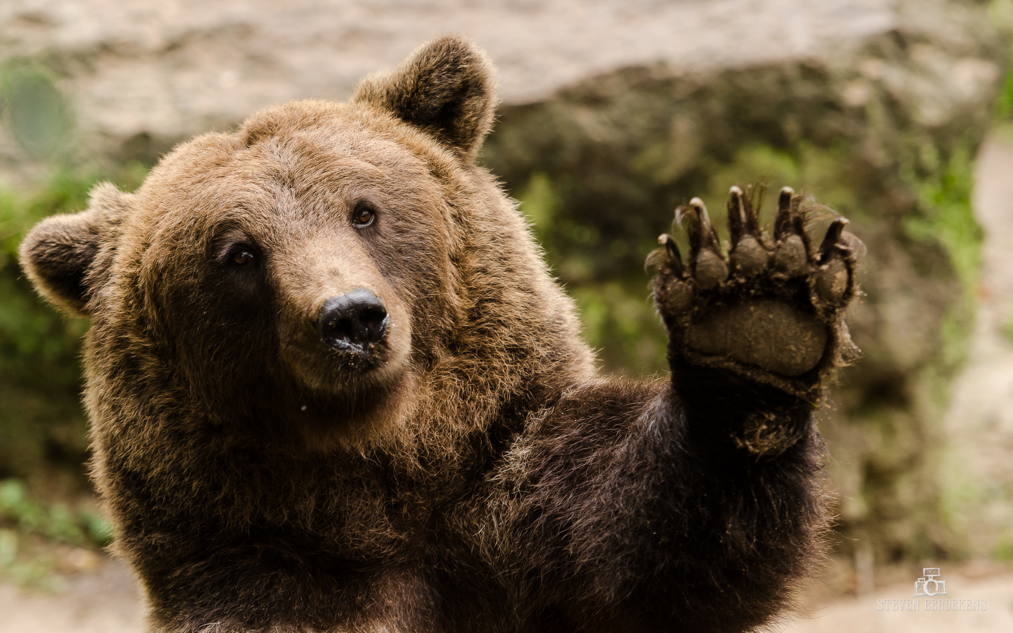 De gewervelde dieren on emaze
