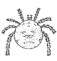 Macey's Water Mite Presentation on emaze