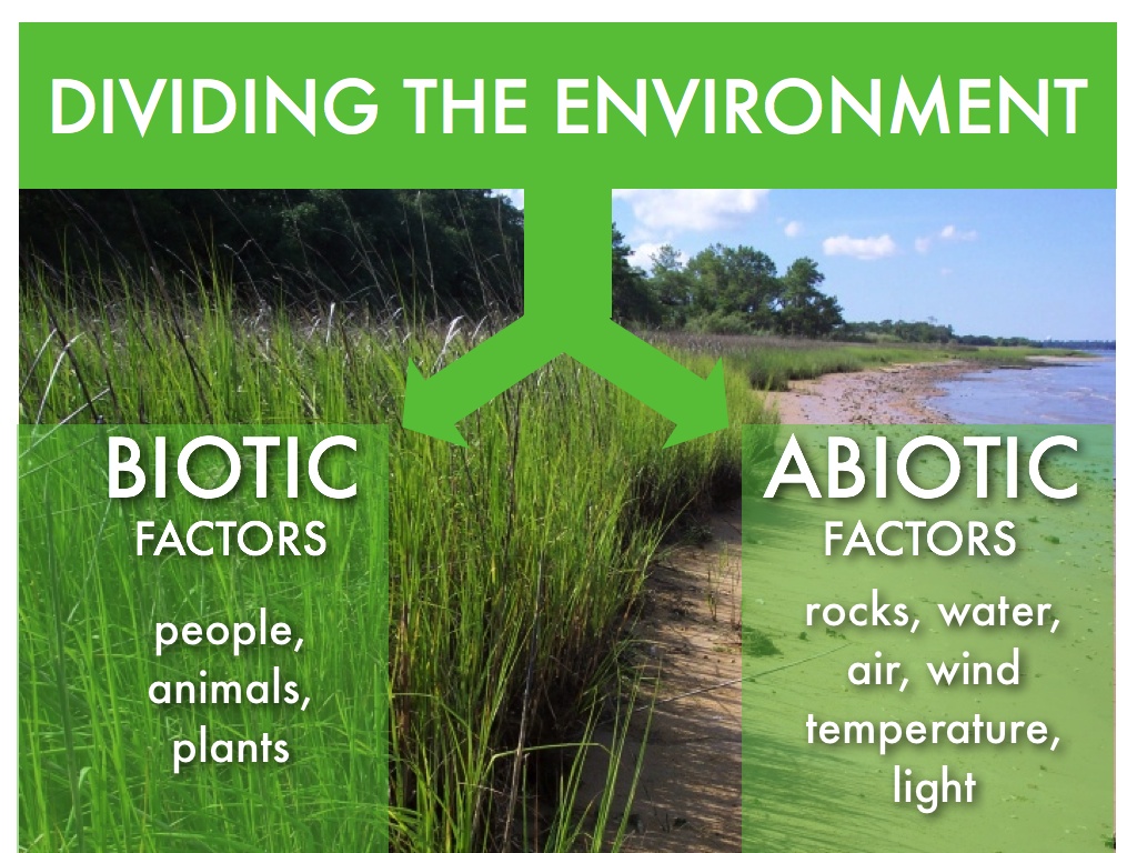 Grass Land Biomesby On Emaze