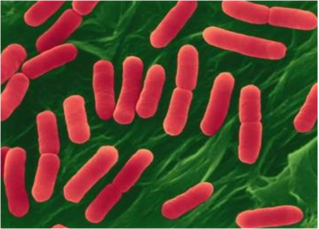 Conteo de coliformes totales y fecales on emaze