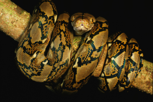 Extreme Organisms on emaze