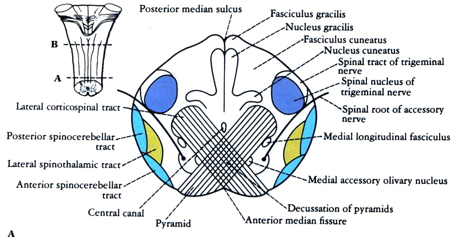 3th seminar brain stem.pptx on emaze