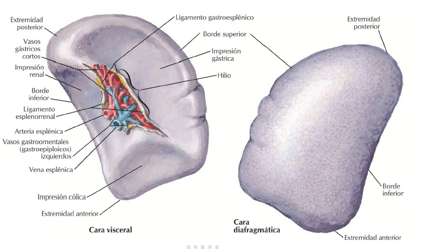 Bazo y pancreas on emaze