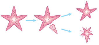 Echinoderms at emaze Presentation