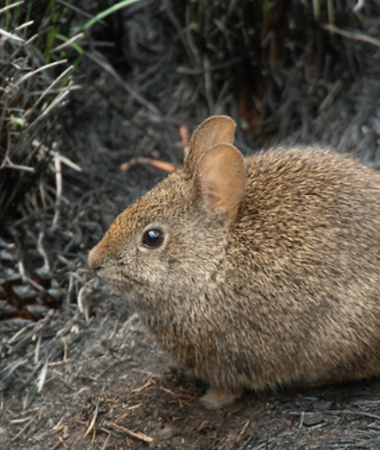 Biodiversity Hotspot on emaze