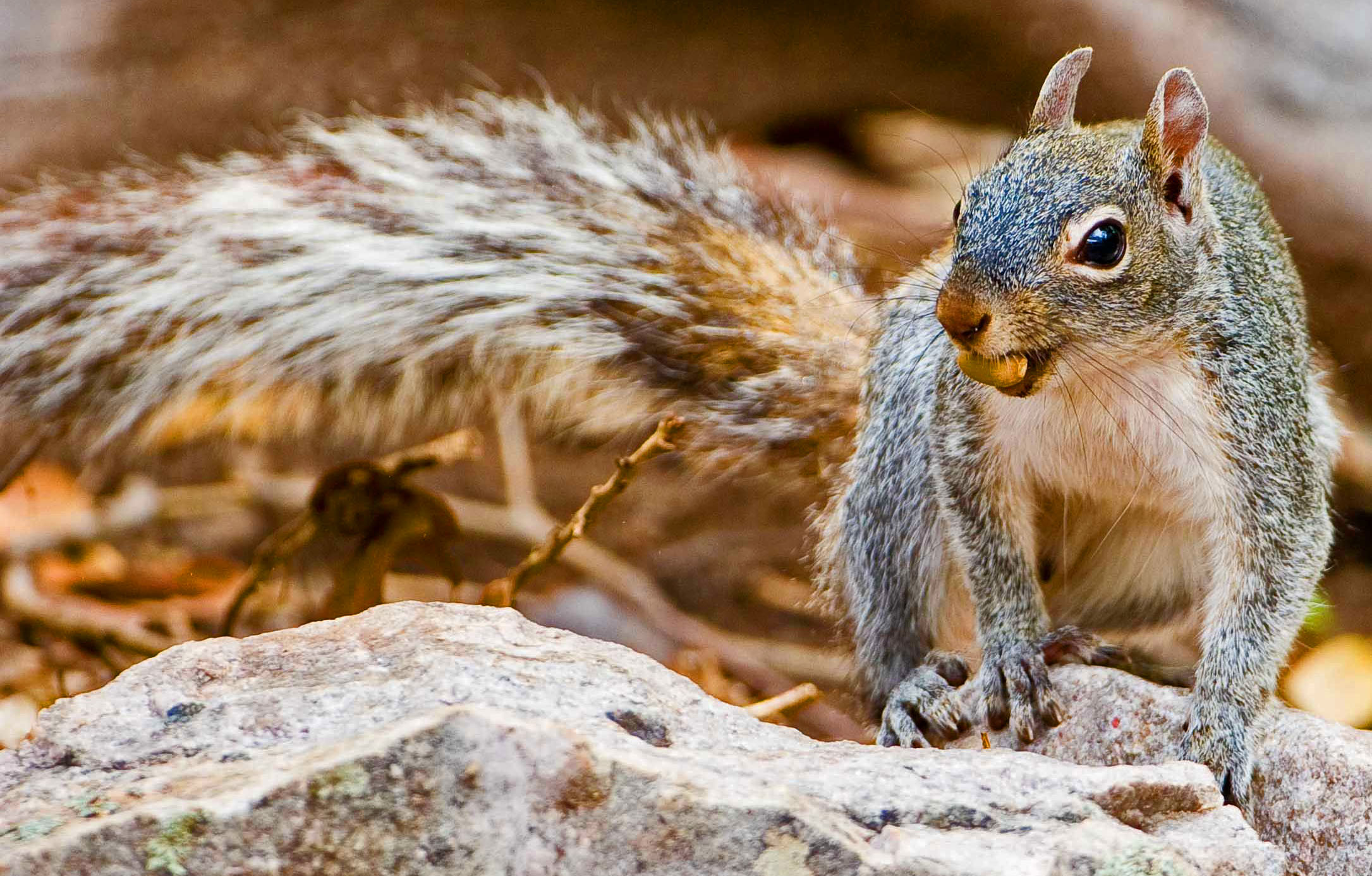 Biodiversity Hotspot on emaze