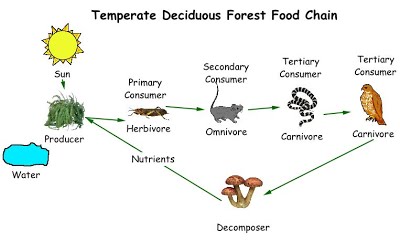 Simpson Desert on emaze