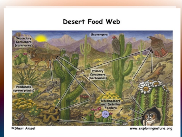 Simpson Desert on emaze