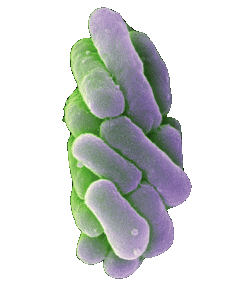 Eubacteria at emaze Presentation