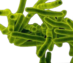 Eubacteria on emaze