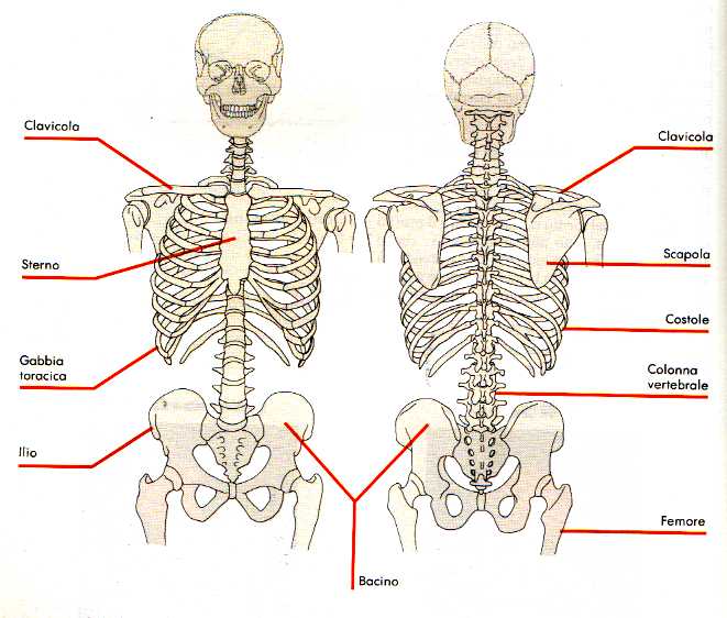 SISTEMA SCHELETRICO on emaze