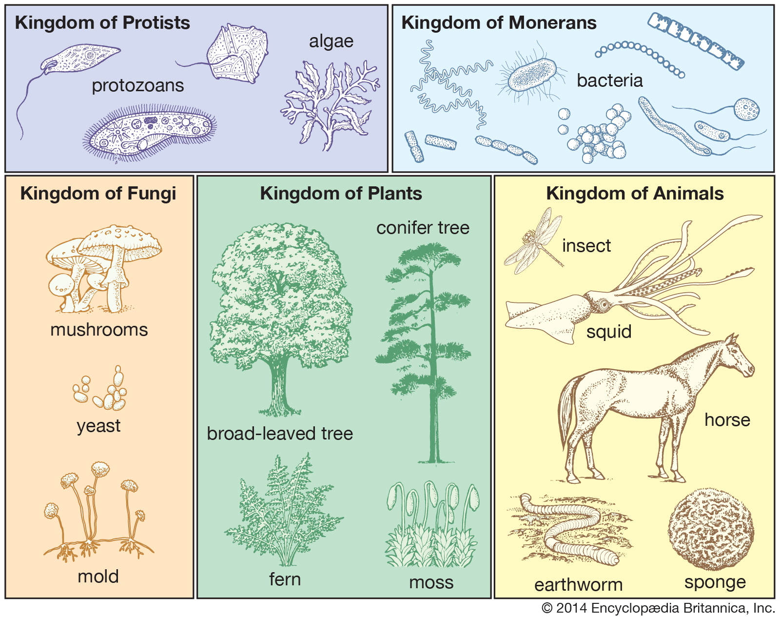 Classification Living Things at emaze Presentation Classification Living Things at emaze Presentation