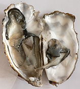Oyster Classification at emaze Presentation