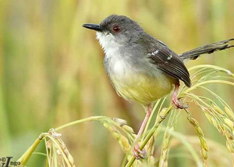 Asal padi at emaze Photo Album