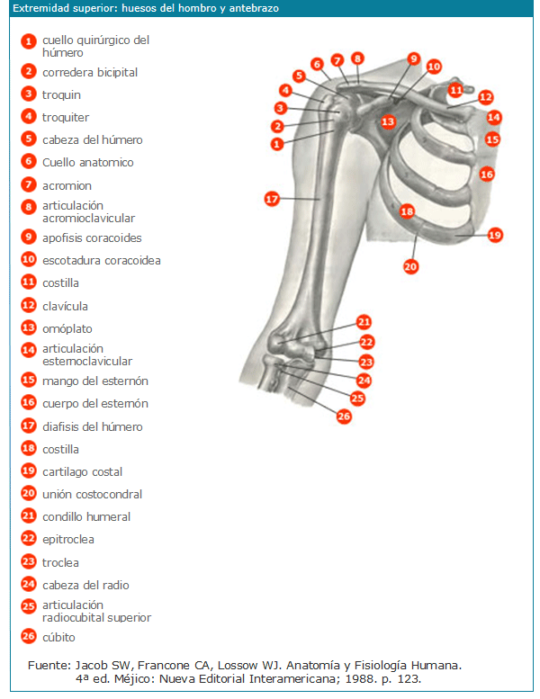 SISTEMA OSEO on emaze