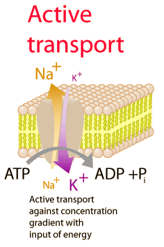 Phospholipids on emaze